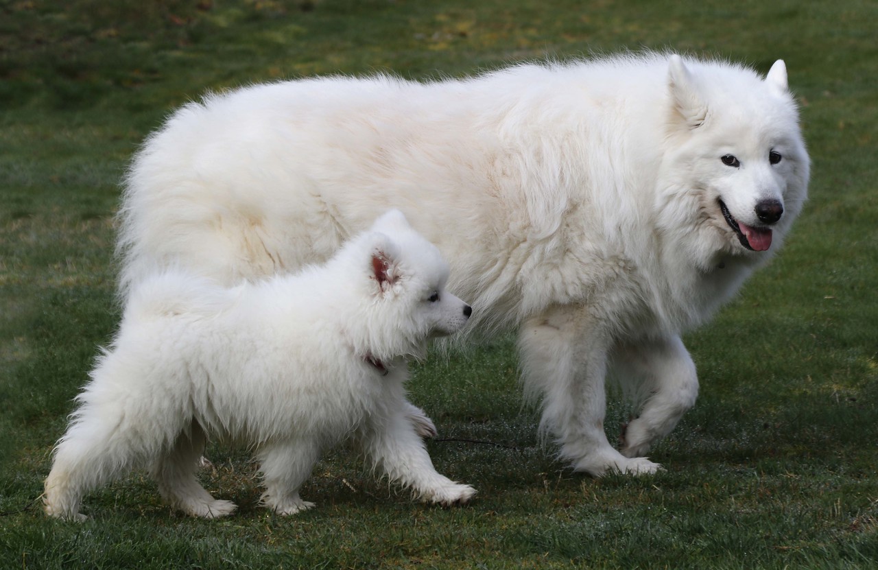 Adopt a Samoyed: What to Know | Northwest Samoyed Rescue
