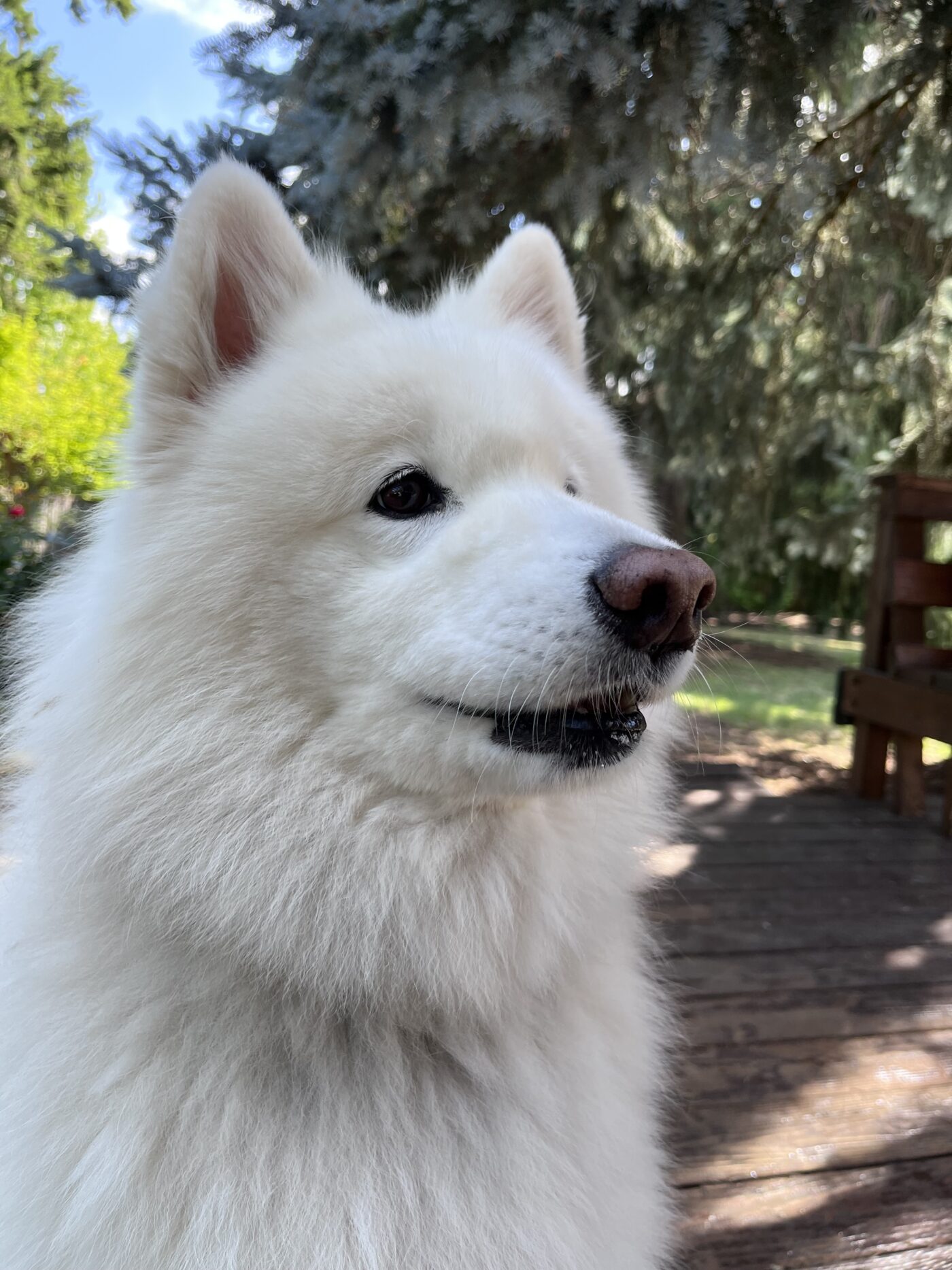 Moko | Northwest Samoyed Rescue