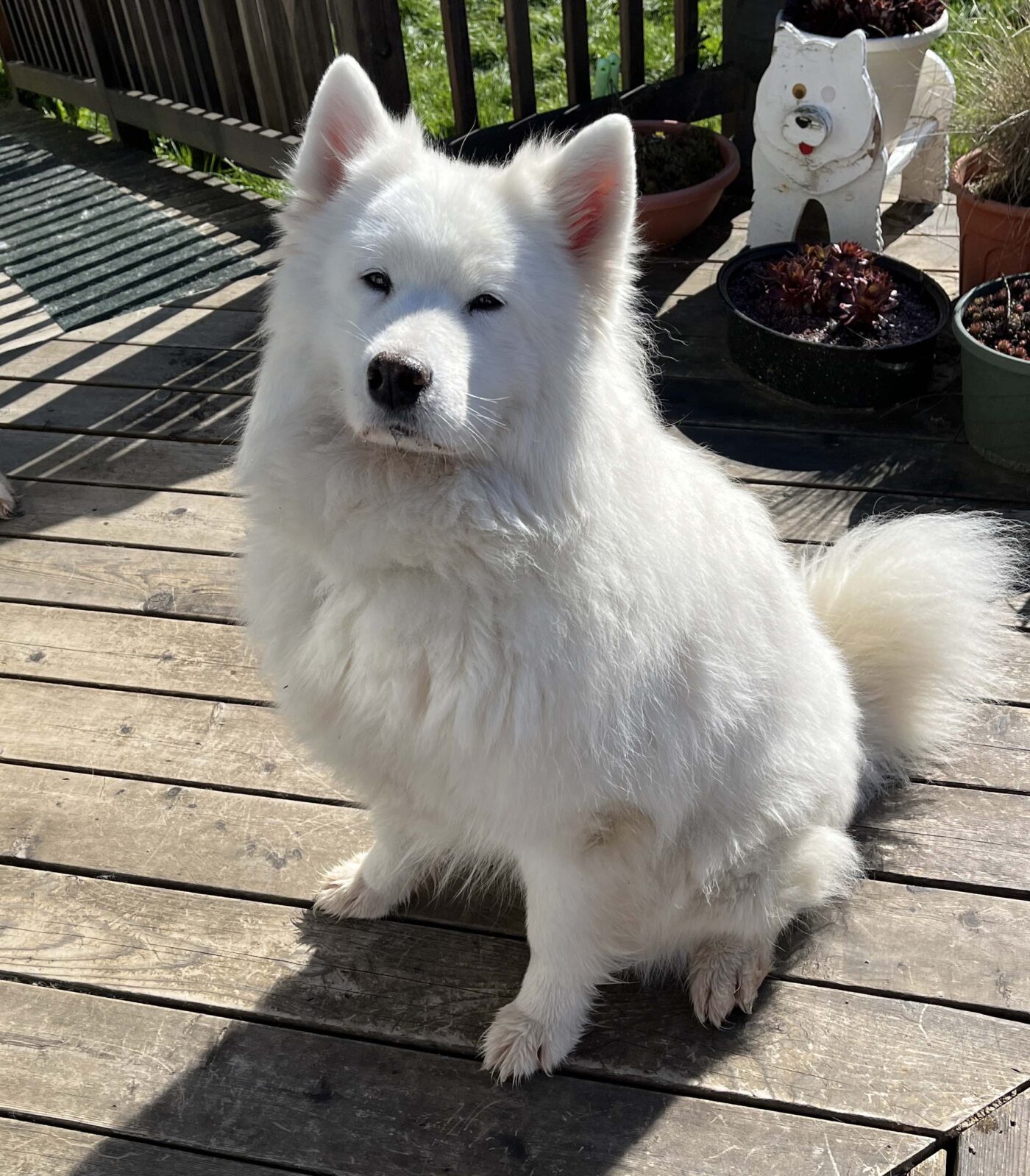 Northwest Samoyed Rescue Blog