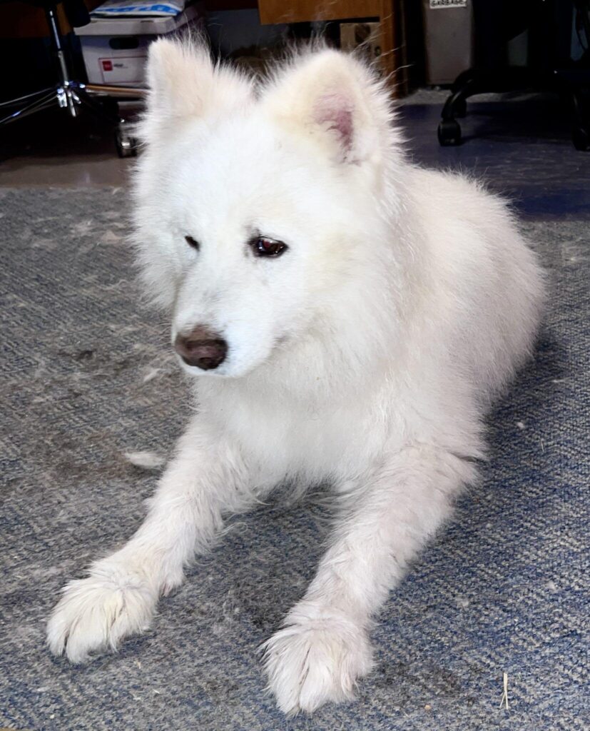 Dogs | Northwest Samoyed Rescue