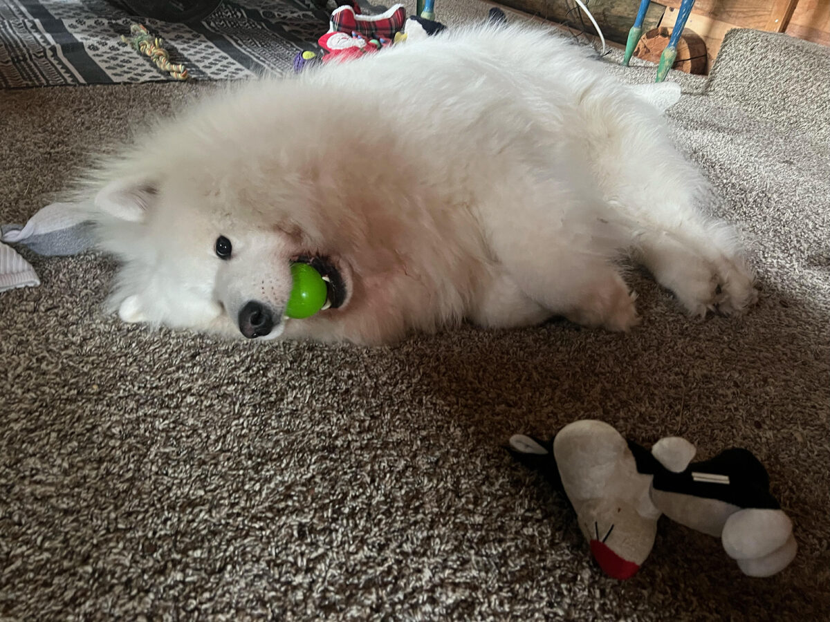 Northwest Samoyed Rescue Blog