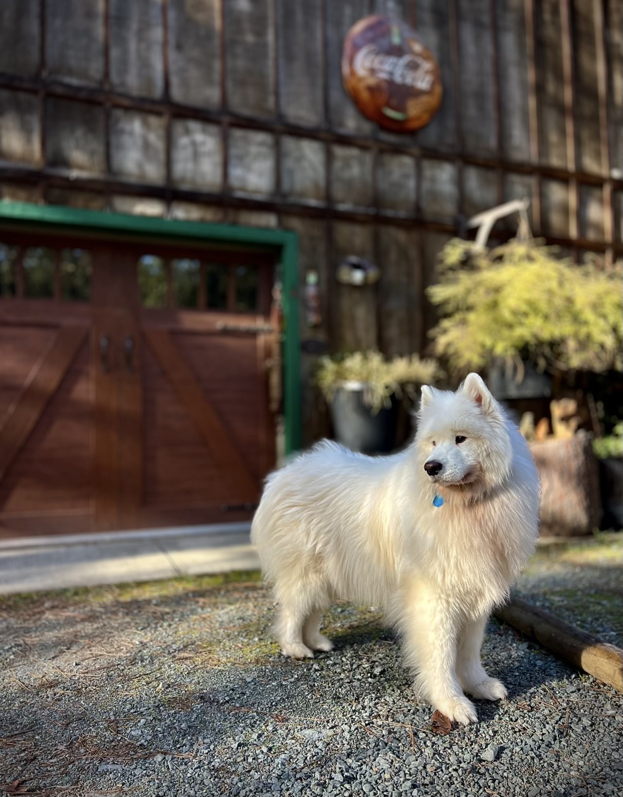 Northwest Samoyed Rescue Blog